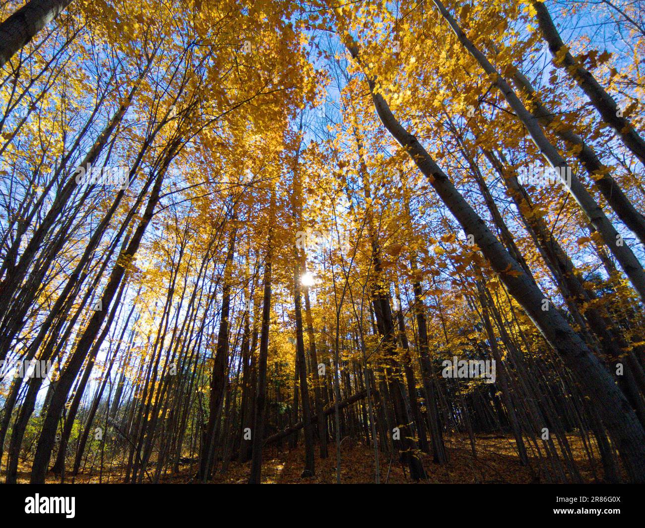 Low-angle view of the forest with autumn leaf colour Stock Photo - Alamy