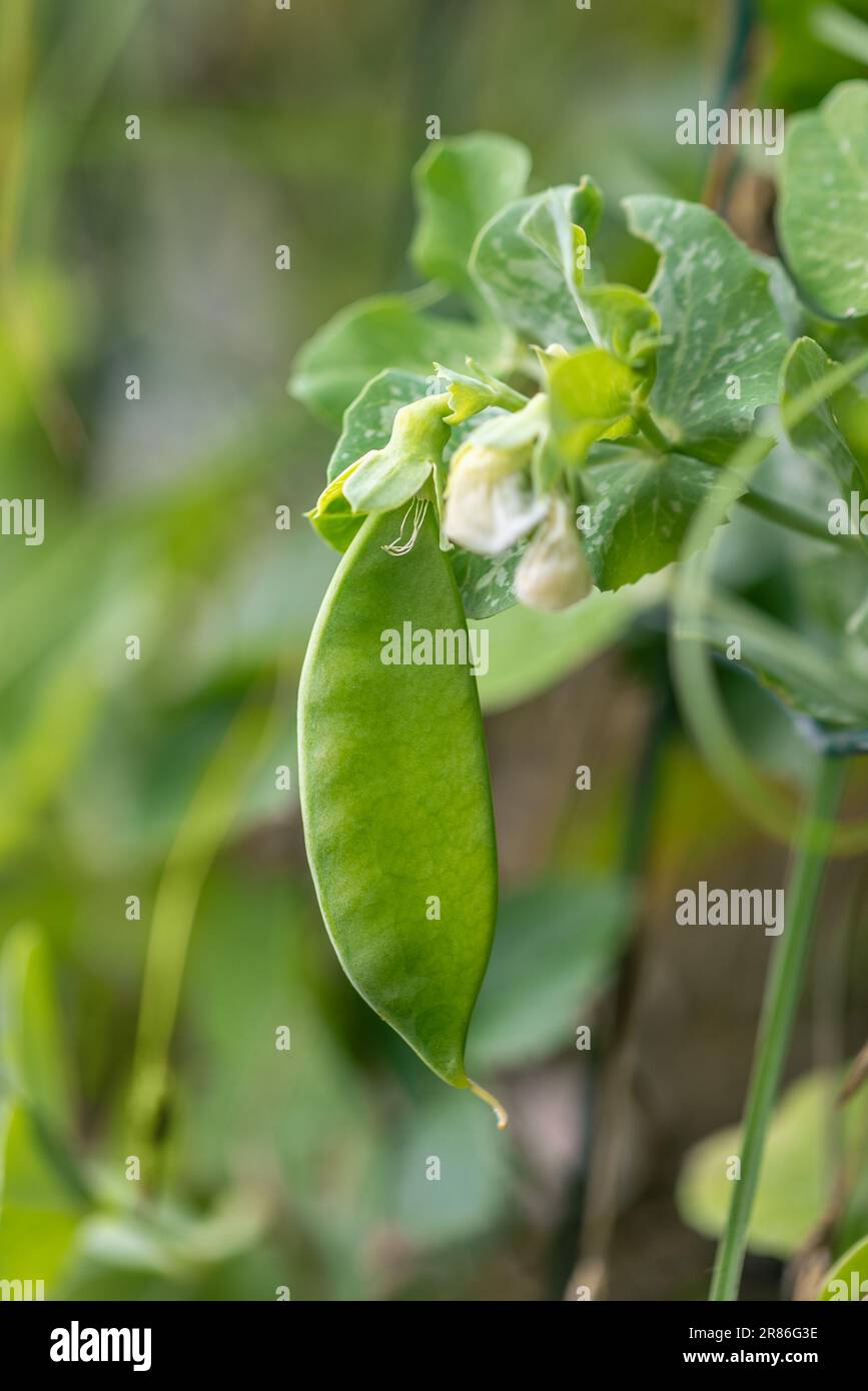 Unripe chock of green peas in the garden Stock Photo - Alamy