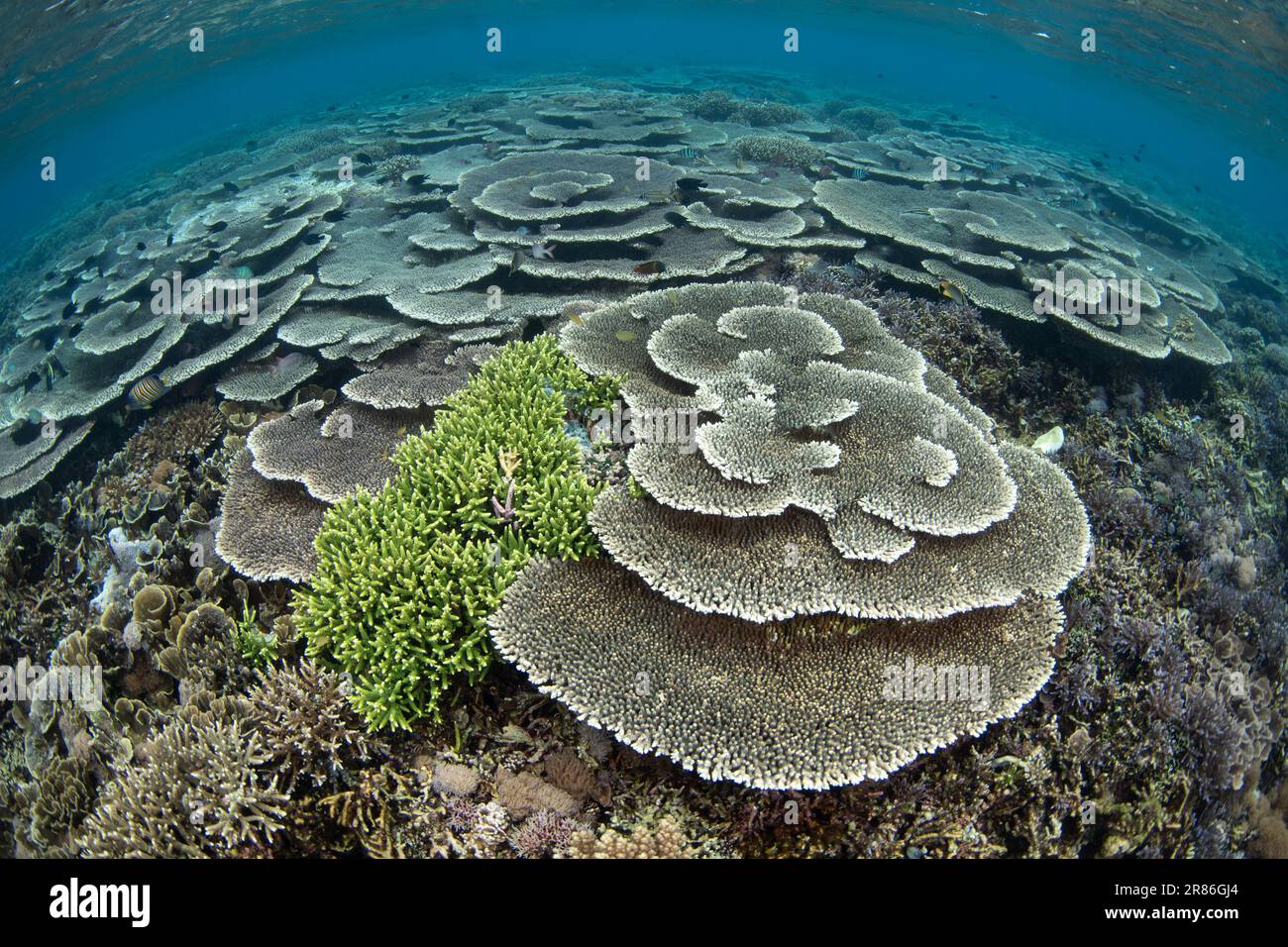 Reef-building corals thrive on a biodiverse reef in Komodo National ...
