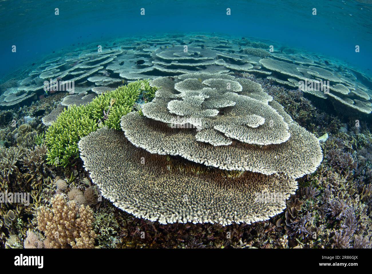 Reef-building corals thrive on a biodiverse reef in Komodo National ...