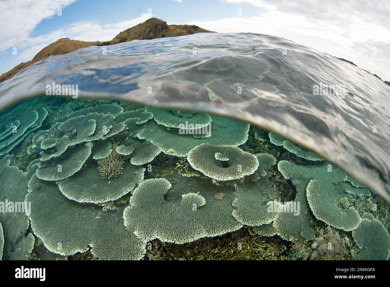 Reef-building corals thrive on a biodiverse reef in Komodo National ...
