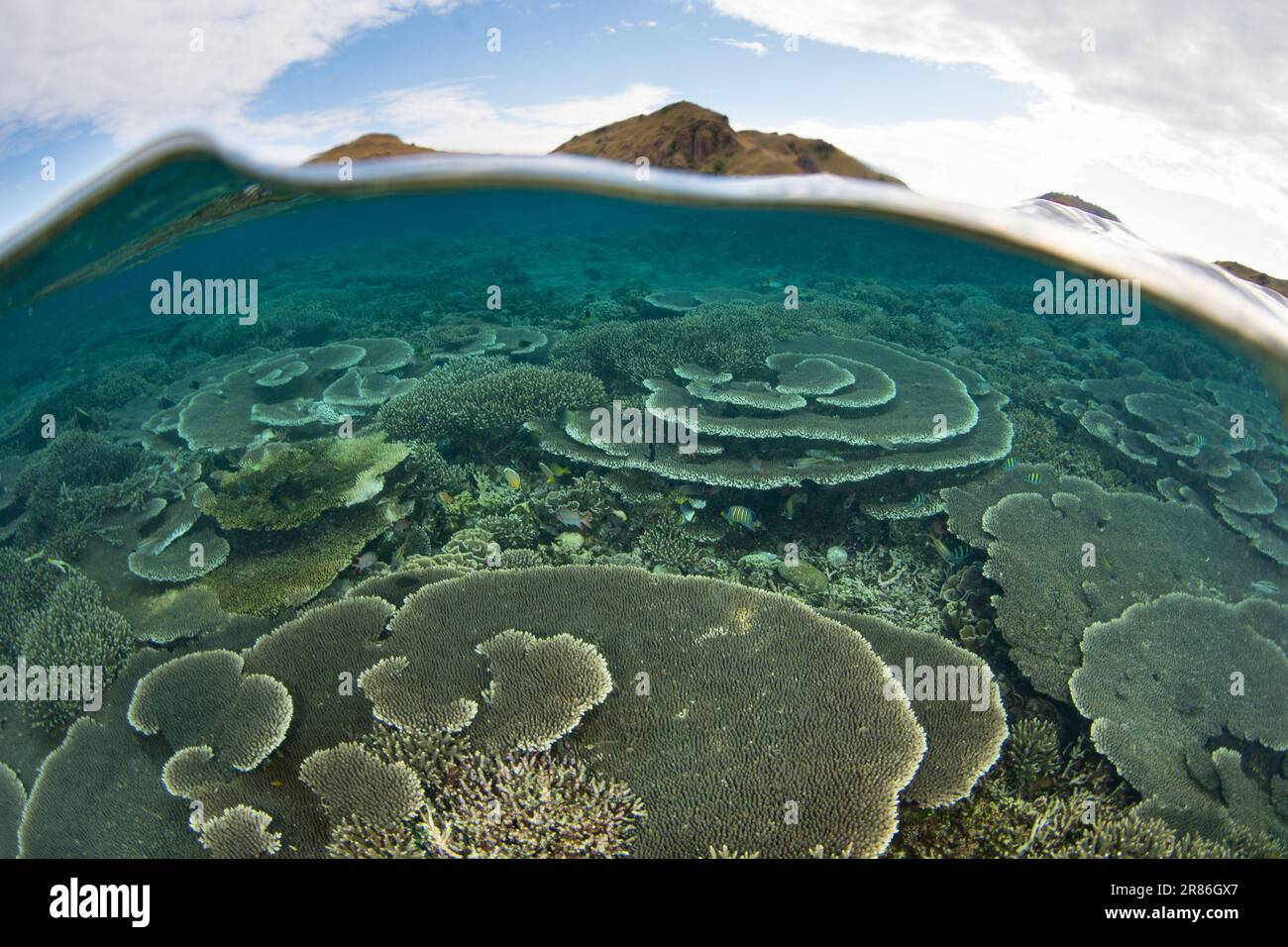 Reef-building corals thrive on a biodiverse reef in Komodo National ...