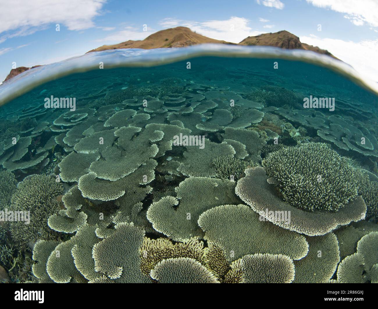 Reef-building corals thrive on a biodiverse reef in Komodo National ...