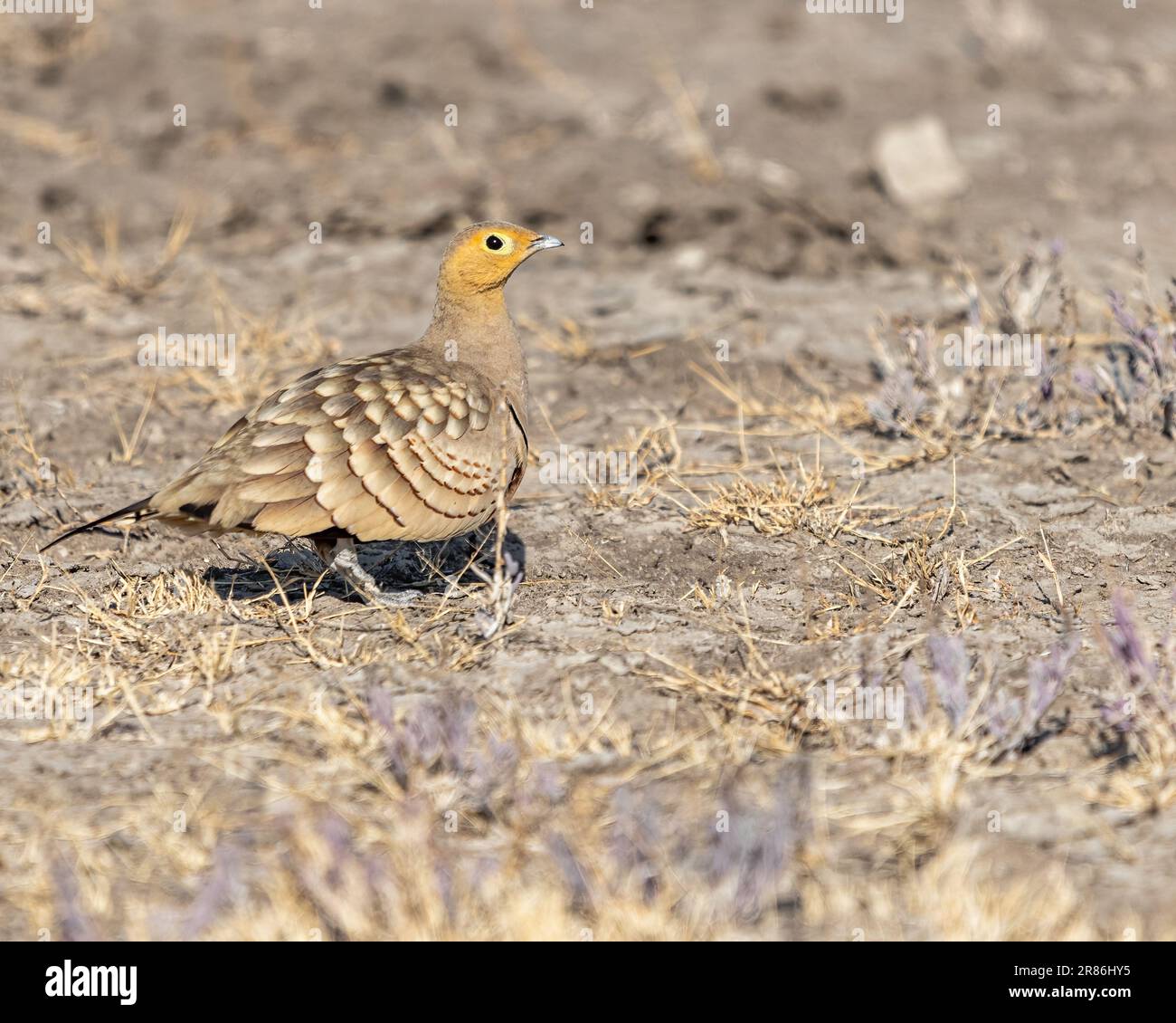A majestic saja bird stands tall on a sandy landscape, surrounded by a ...
