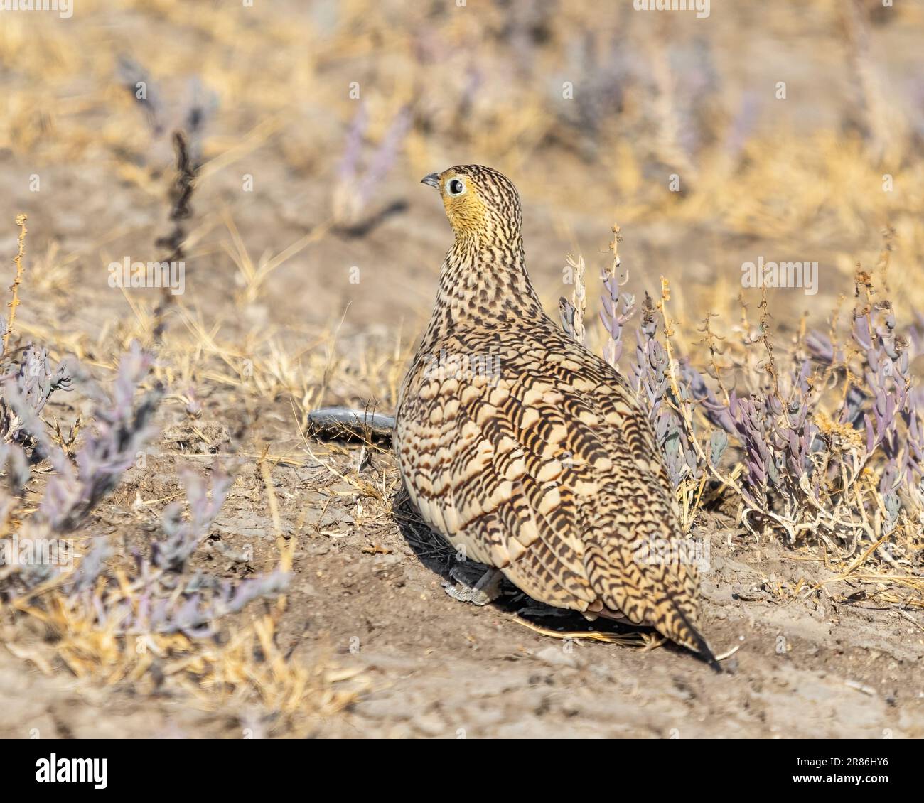 A majestic saja bird stands tall on a sandy landscape, surrounded by a ...