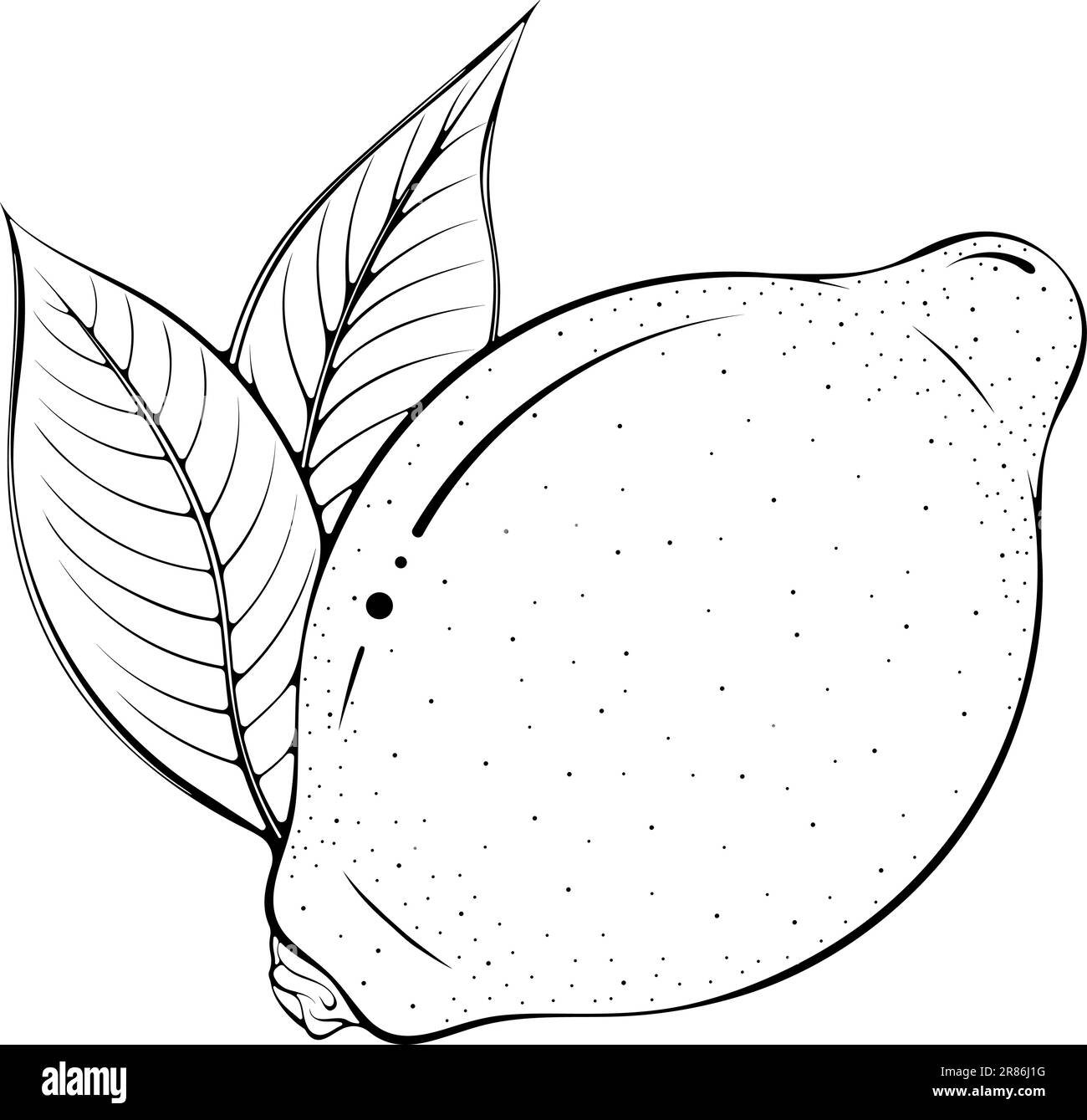 Close up hand drawn leaves Black and White Stock Photos & Images - Alamy