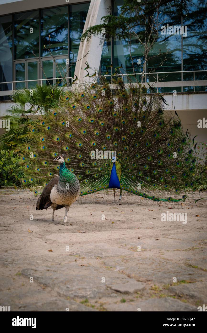 A beautiful peacock displaying its vibrant tail to the female Stock ...