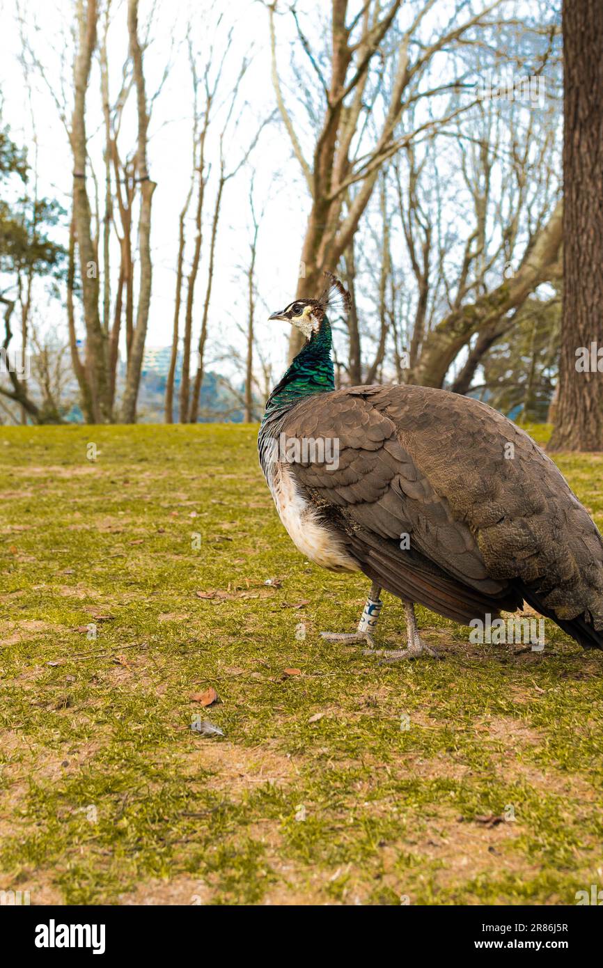 Female peahen hi-res stock photography and images - Alamy