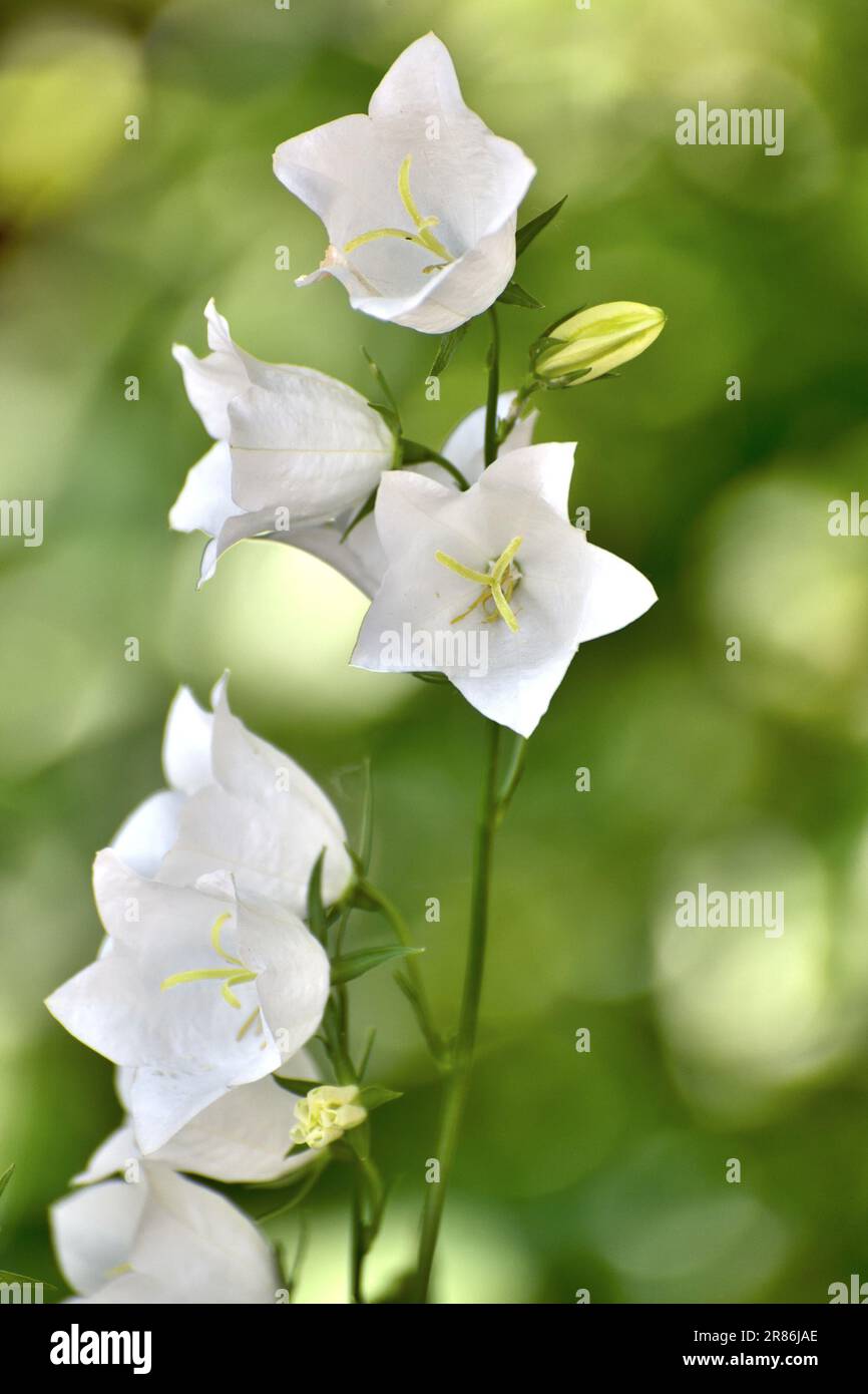 Campanula persicifolia - white bells in flower bed Stock Photo - Alamy