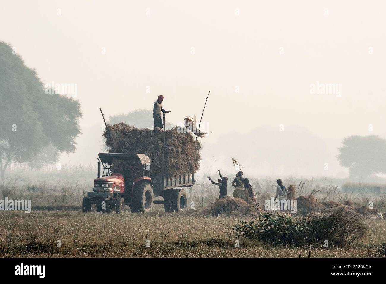 Farmers load Hay onto a tractor trailer near Vindhyachal, India Stock ...
