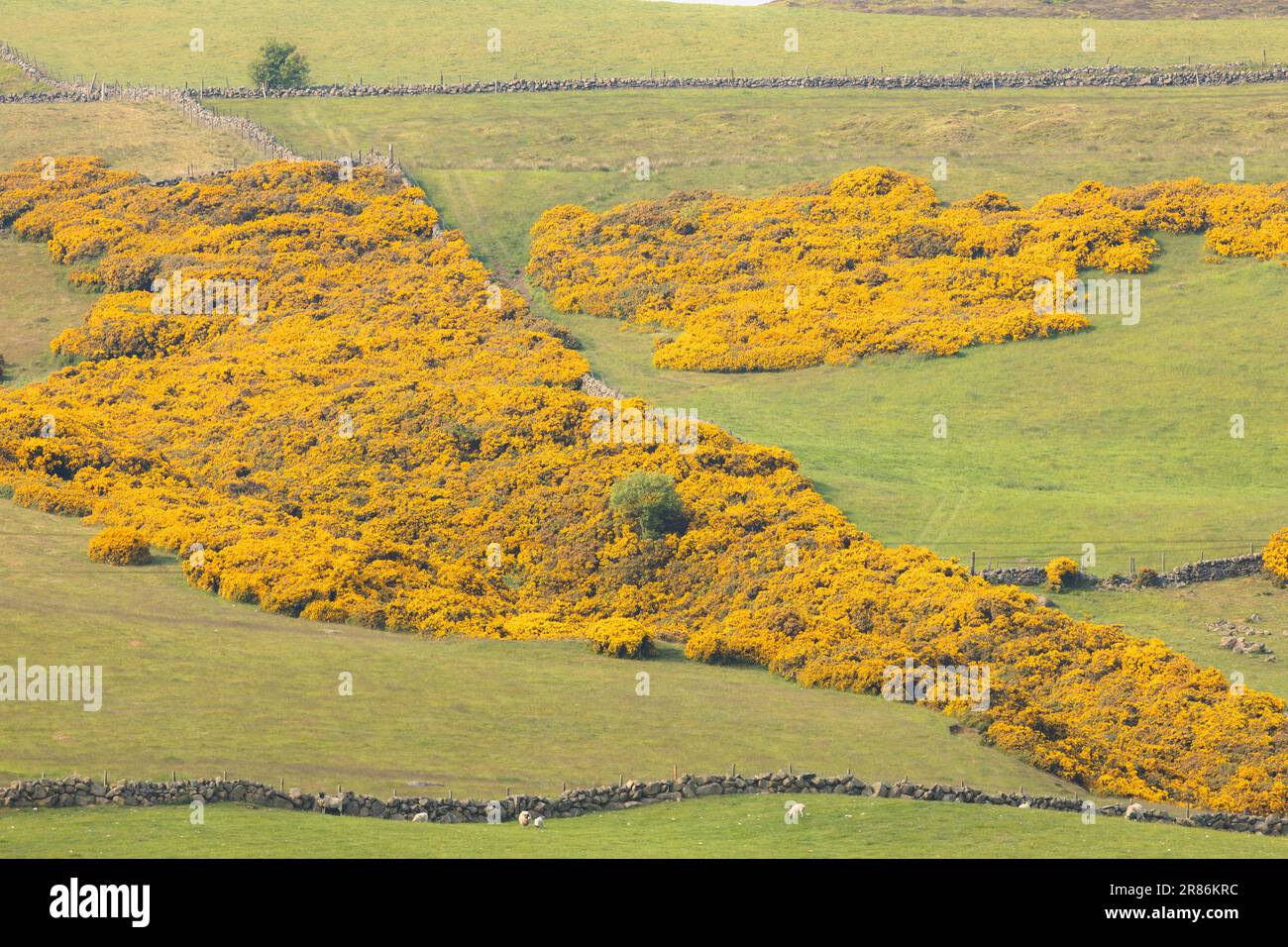 Yellow common gorse (ulex, whin, furze) on the rural countryside ...