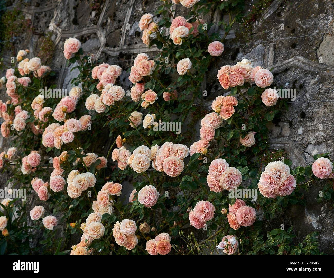 peach colors climbing rose at the wall Stock Photo - Alamy