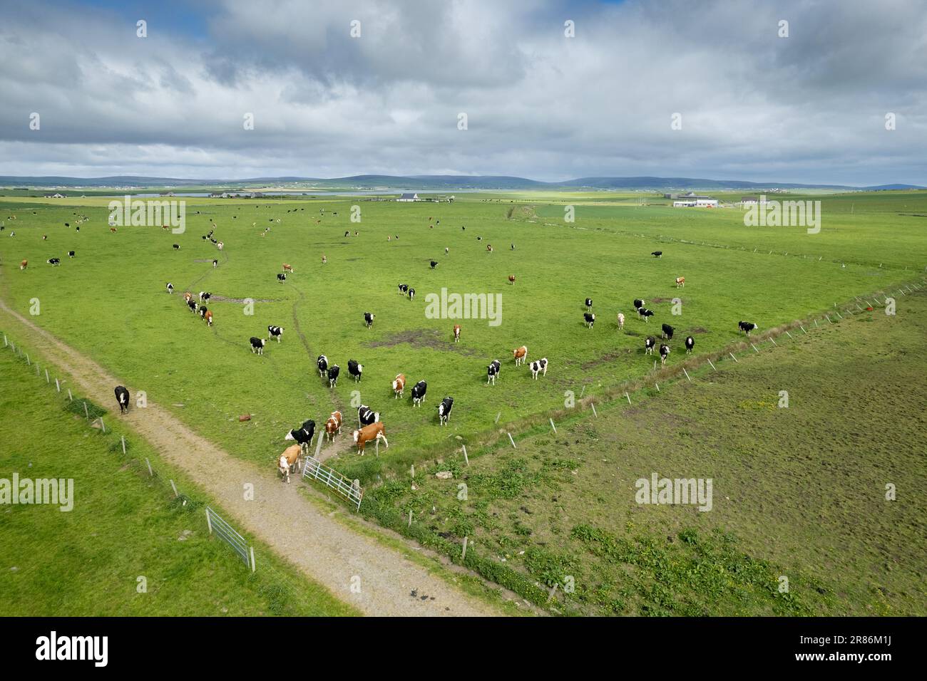 Fleckvieh cattle coming into milk at Bain Farm near Sandwick on ...