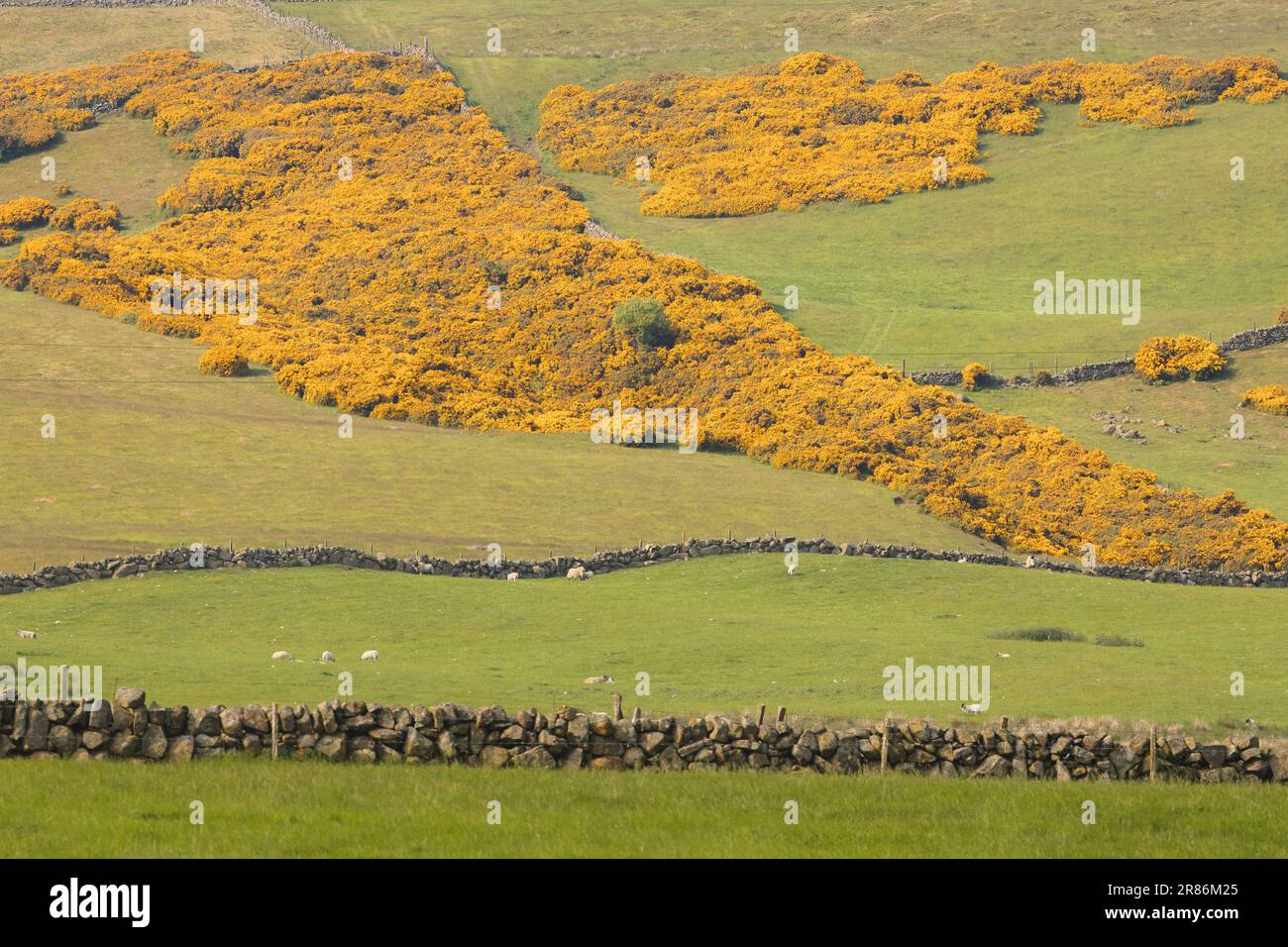 Yellow common gorse (ulex, whin, furze) on the rural countryside ...