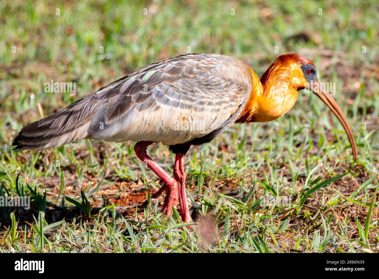 Curicaca bird (Theristicus caudatus) , large-beaked waders typical of ...