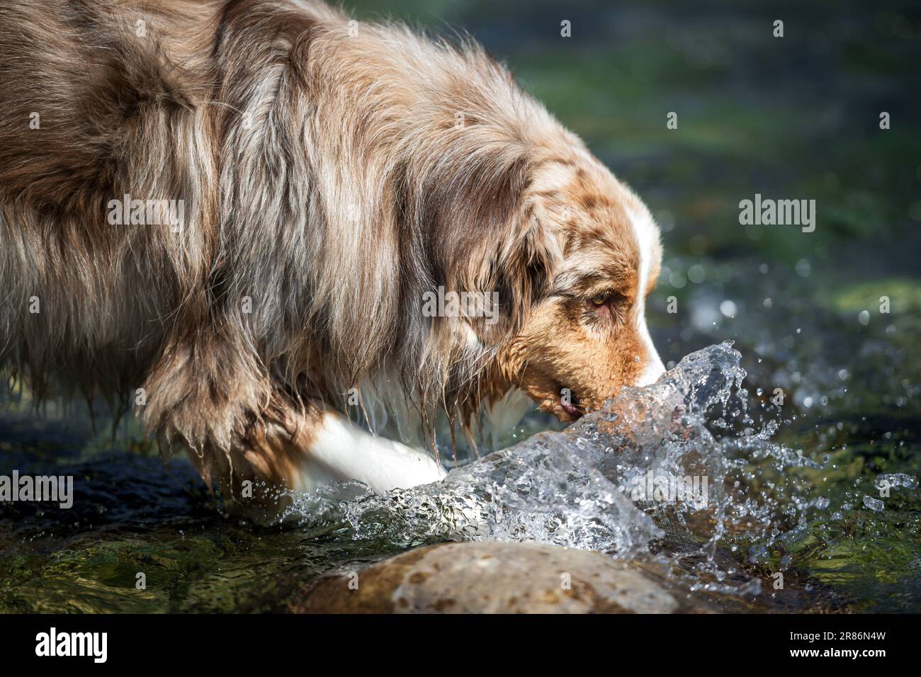 Australian shepherd playtime hi-res stock photography and images - Alamy