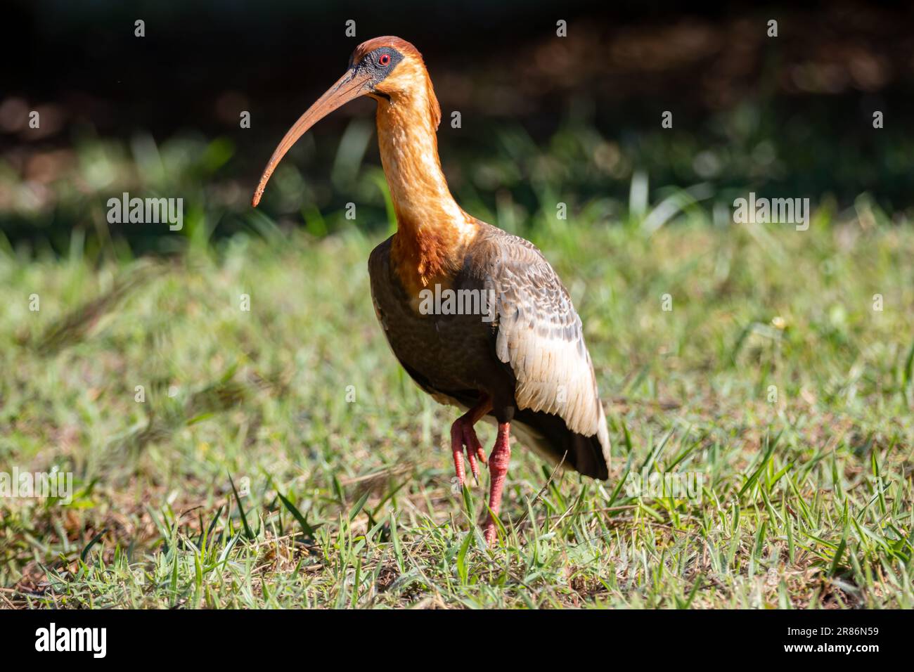 Curicaca bird (Theristicus caudatus) , large-beaked waders typical of ...