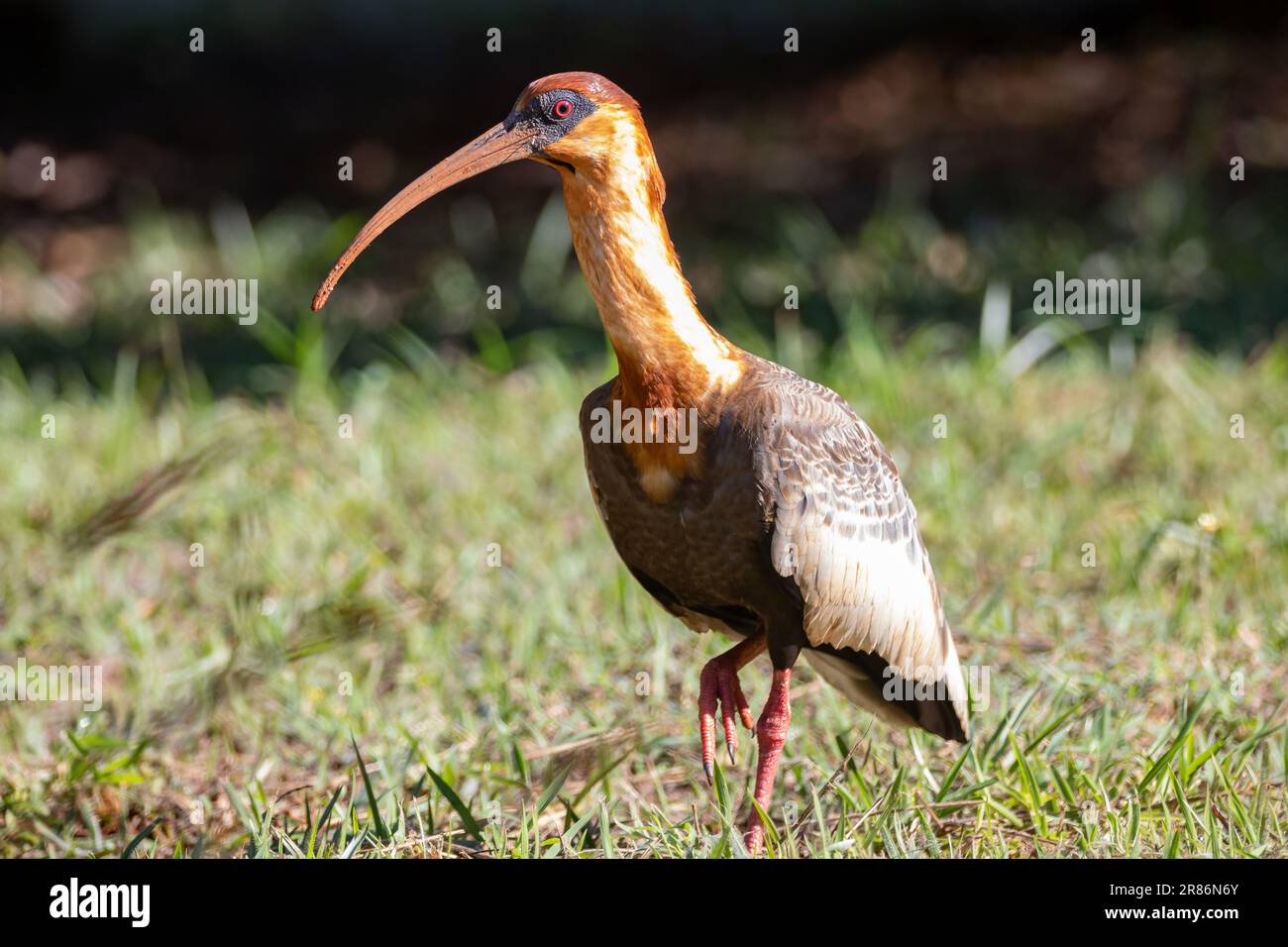Curicaca bird (Theristicus caudatus) , large-beaked waders typical of ...