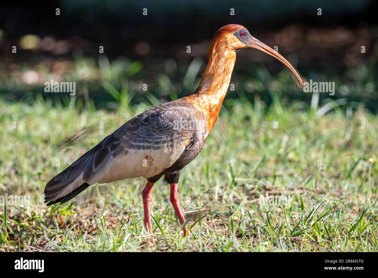 Curicaca bird (Theristicus caudatus) , large-beaked waders typical of ...