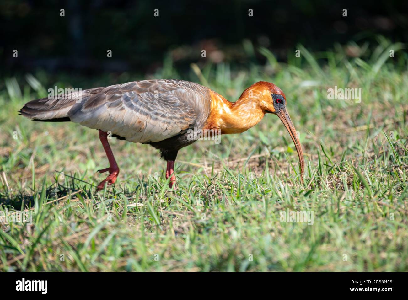 Curicaca bird (Theristicus caudatus) , large-beaked waders typical of ...