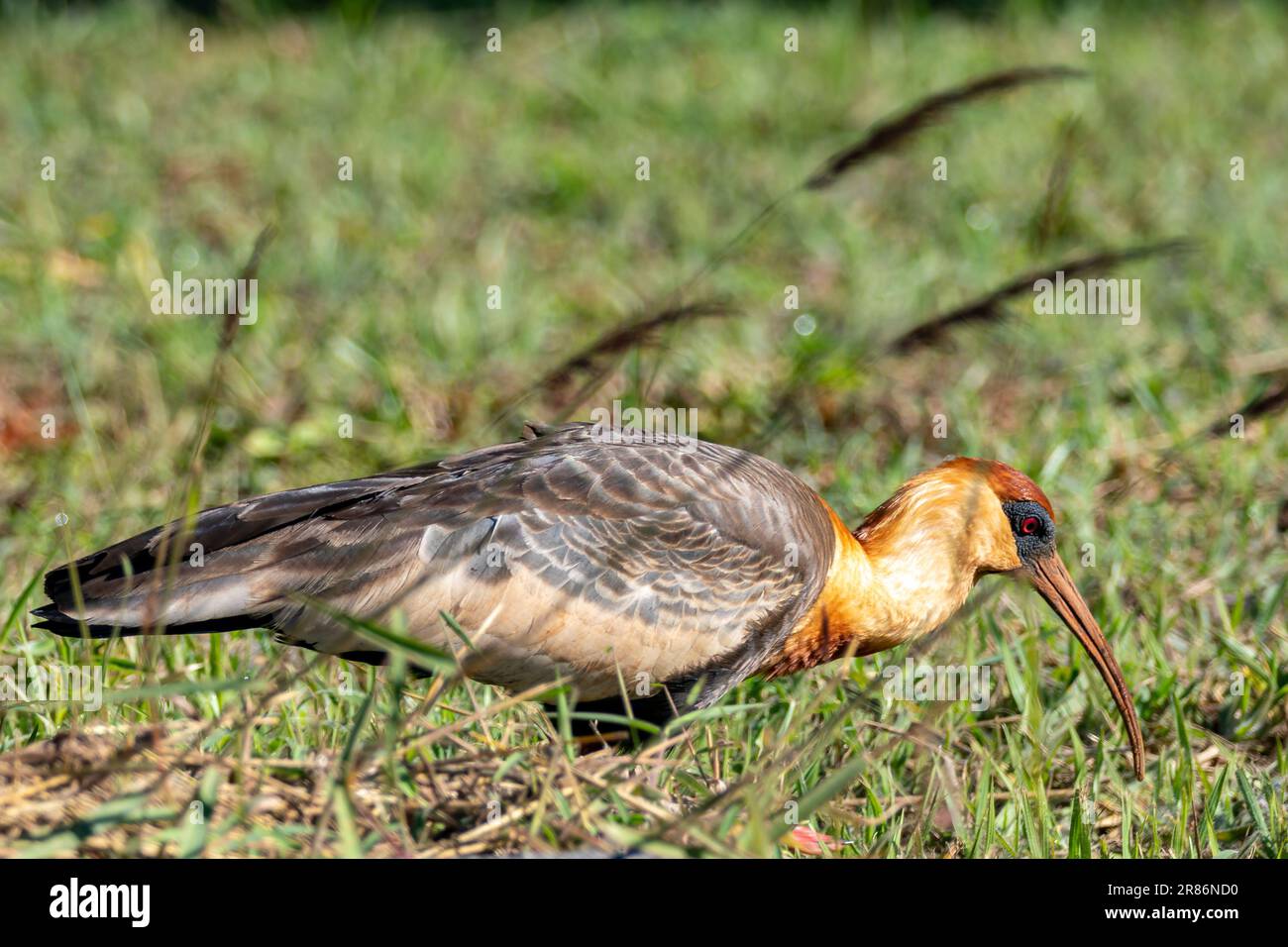 Curicaca bird (Theristicus caudatus) , large-beaked waders typical of ...