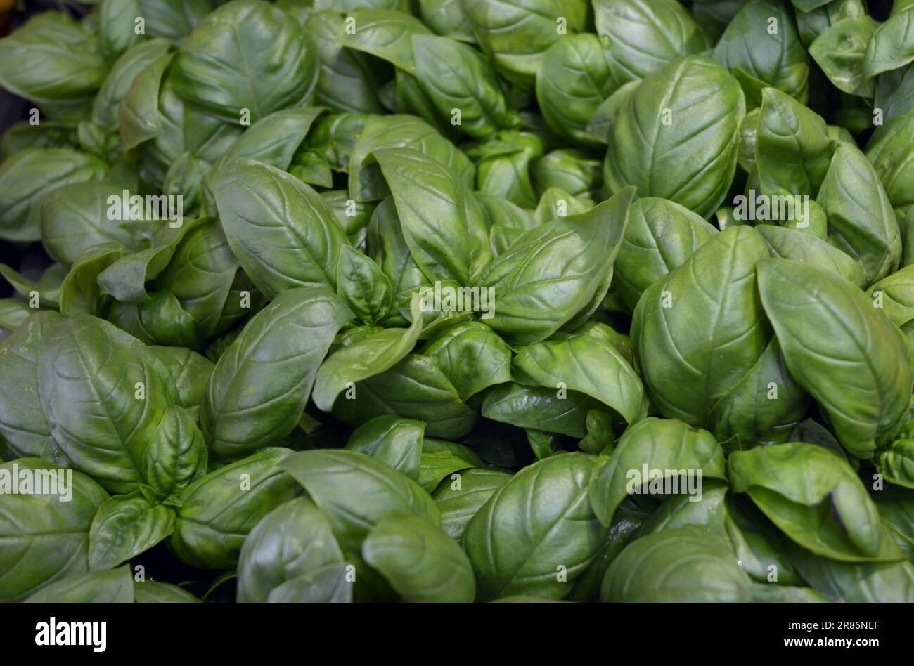 Basil plants texture hi-res stock photography and images - Alamy