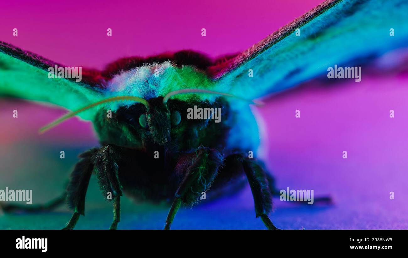 Night butterfly - Saturnia pyri, giant peacock moth under colorful neon ...
