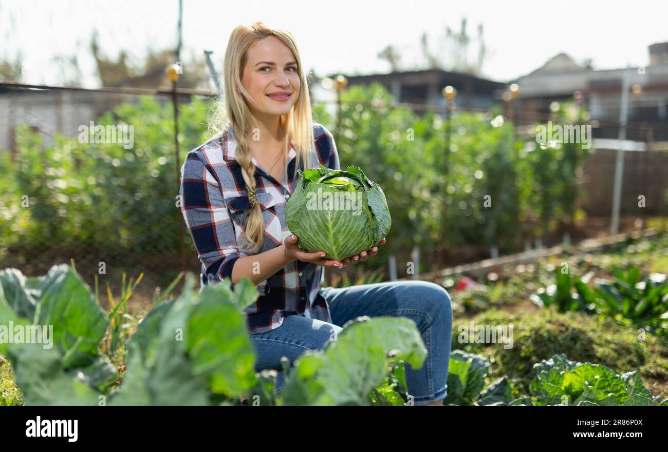 Woman harvesting cabbage Stock Photo - Alamy