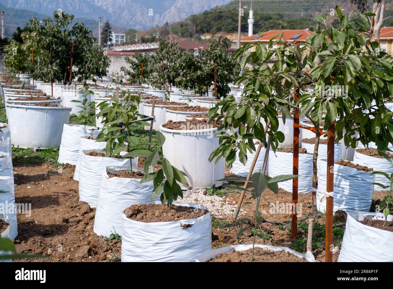 Avocado seedlings in white bags for planting in garden, growing avocado ...