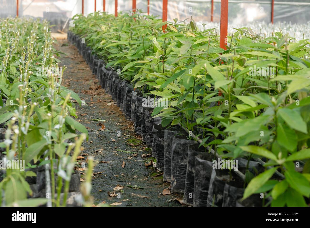 greenhouse on farm plantation avocado, lot of Growing avocado seeds and ...