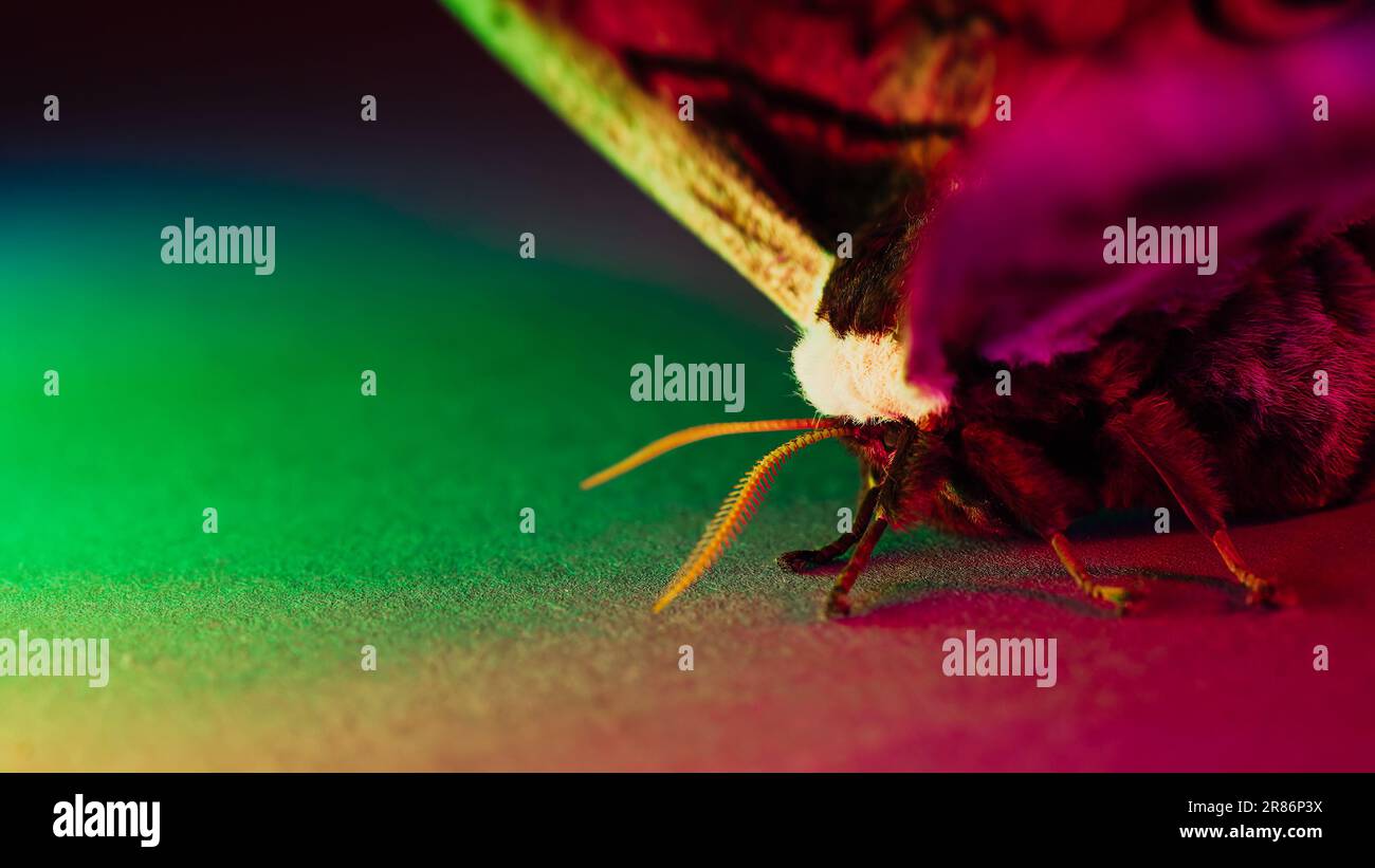 Night butterfly - Saturnia pyri, giant peacock moth under colorful neon ...