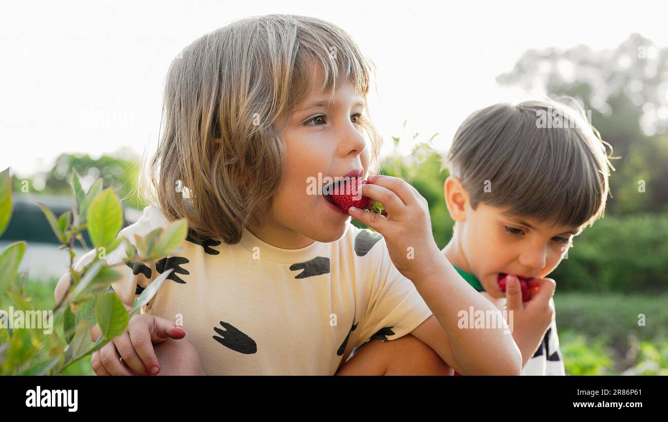 Cute little boys eating strawberries in garden. Siblings eats berries ...