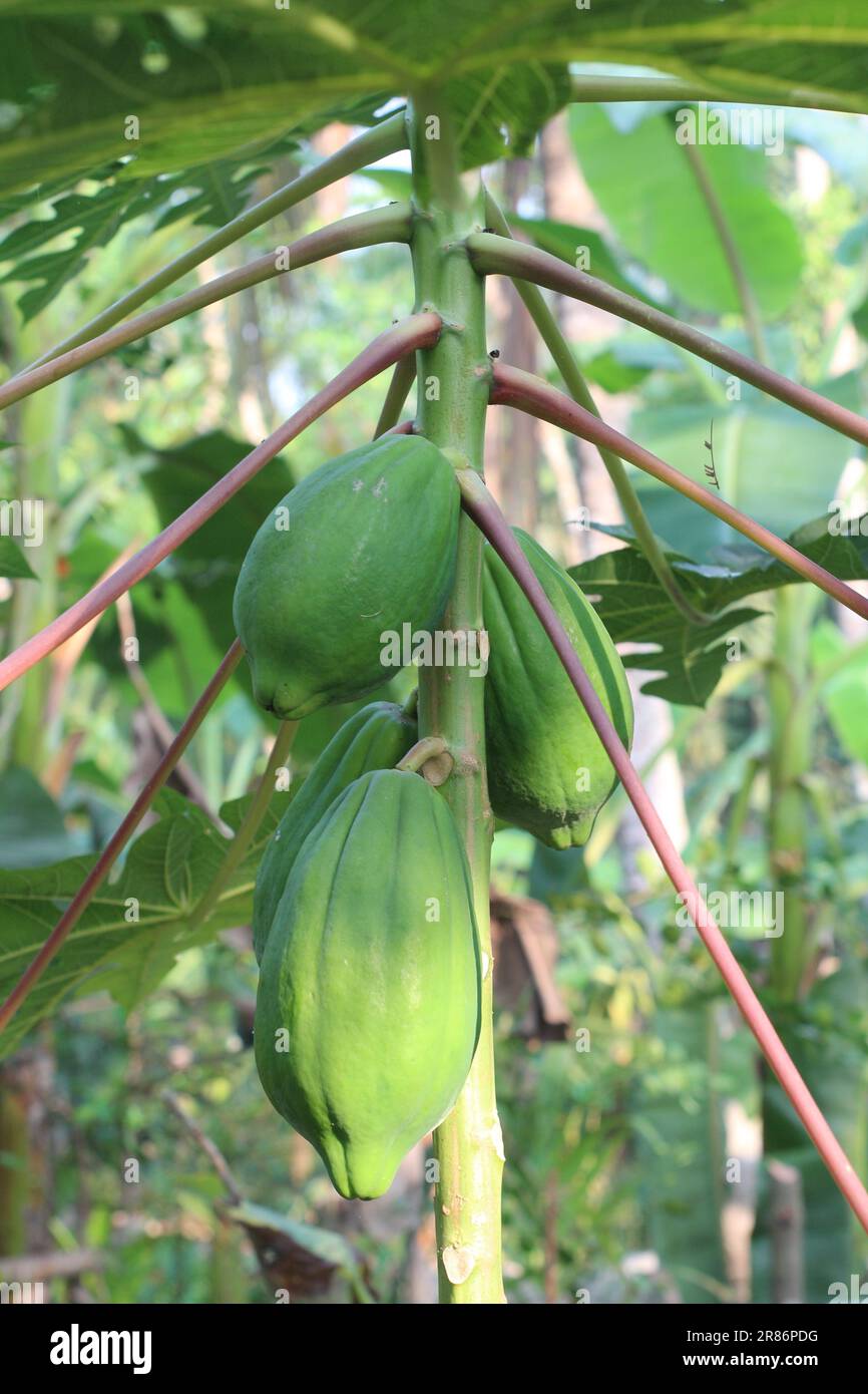 A vertical shot of ripe green papayas growing on a tree Stock Photo - Alamy