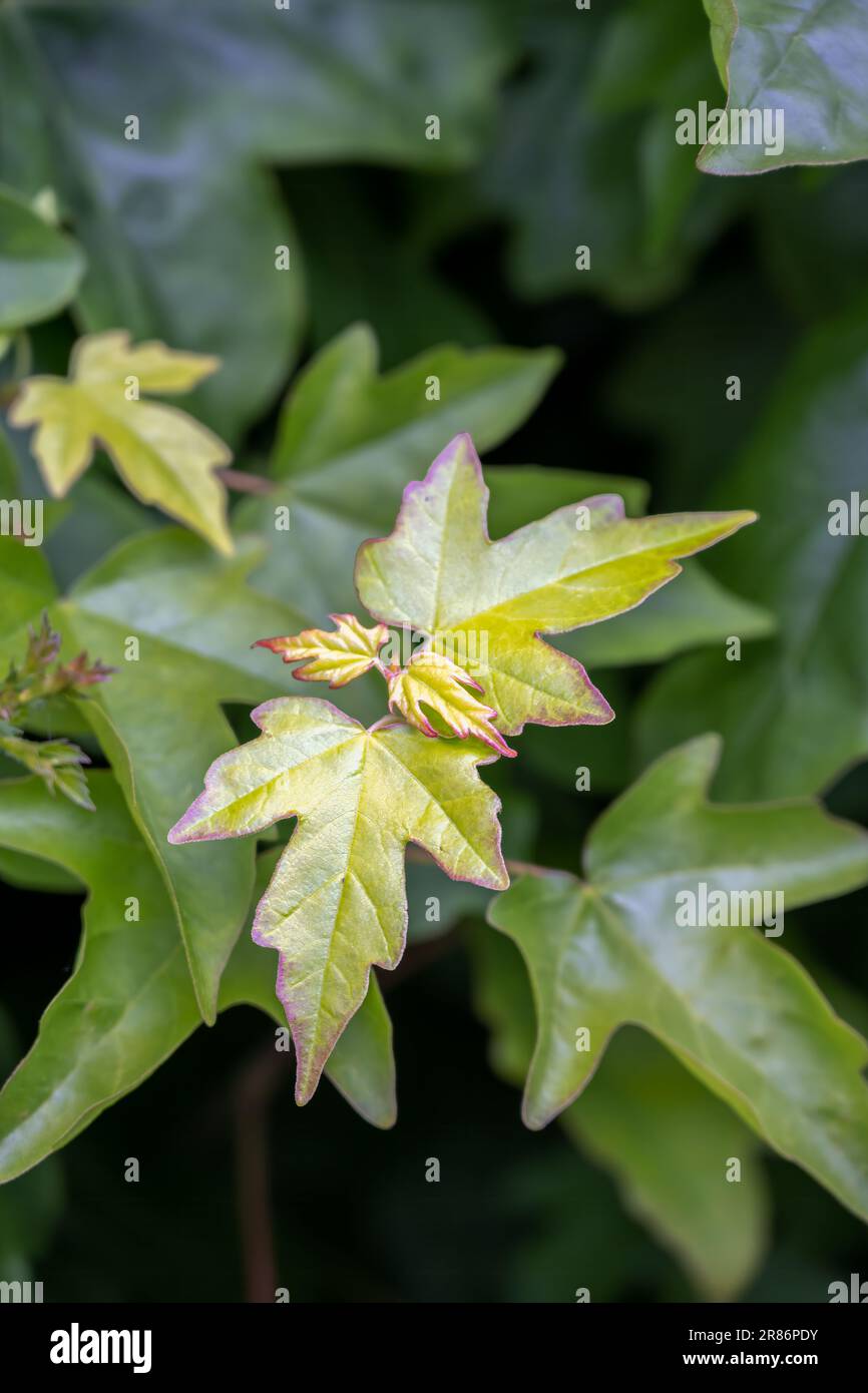 Acer young leaves hi-res stock photography and images - Alamy