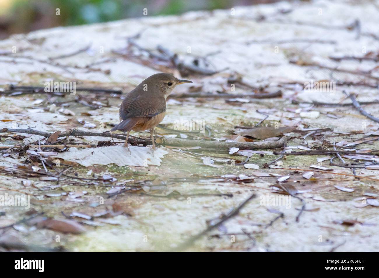 Garrincha chorona hi-res stock photography and images - Alamy