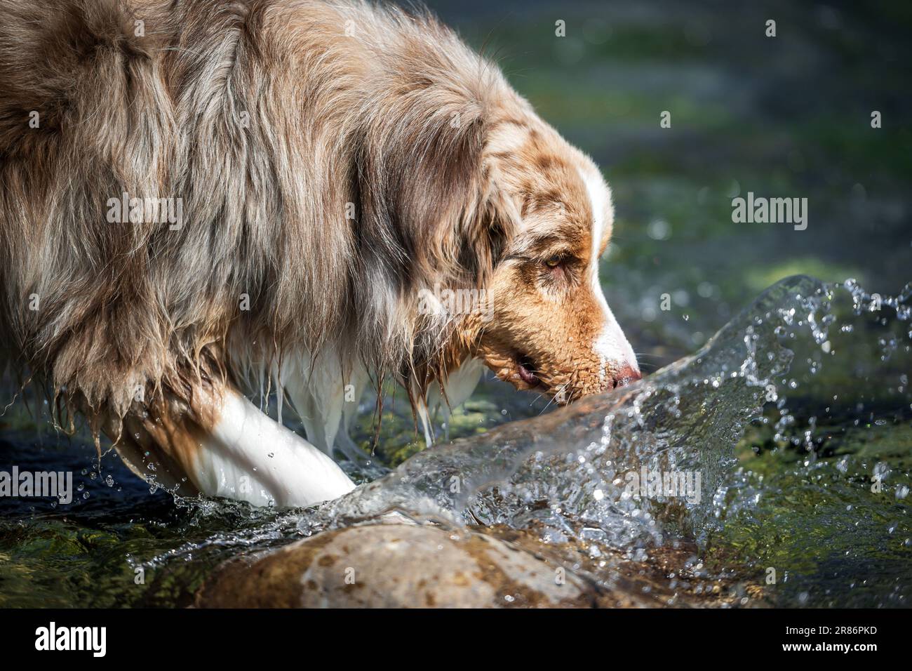 red merle australian shepherd playing in the Elbow river water Stock ...
