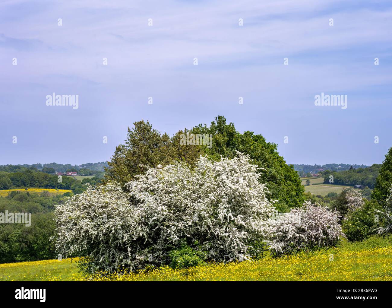 Crataegus or hawthorn trees in bloom among buttercups or Ranunculus ...