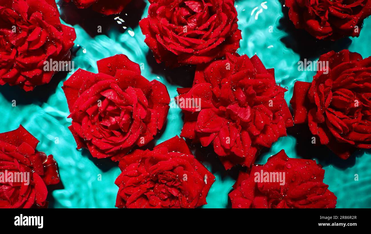 Amazing red roses flowers on water under rain drops. Floral romantic ...