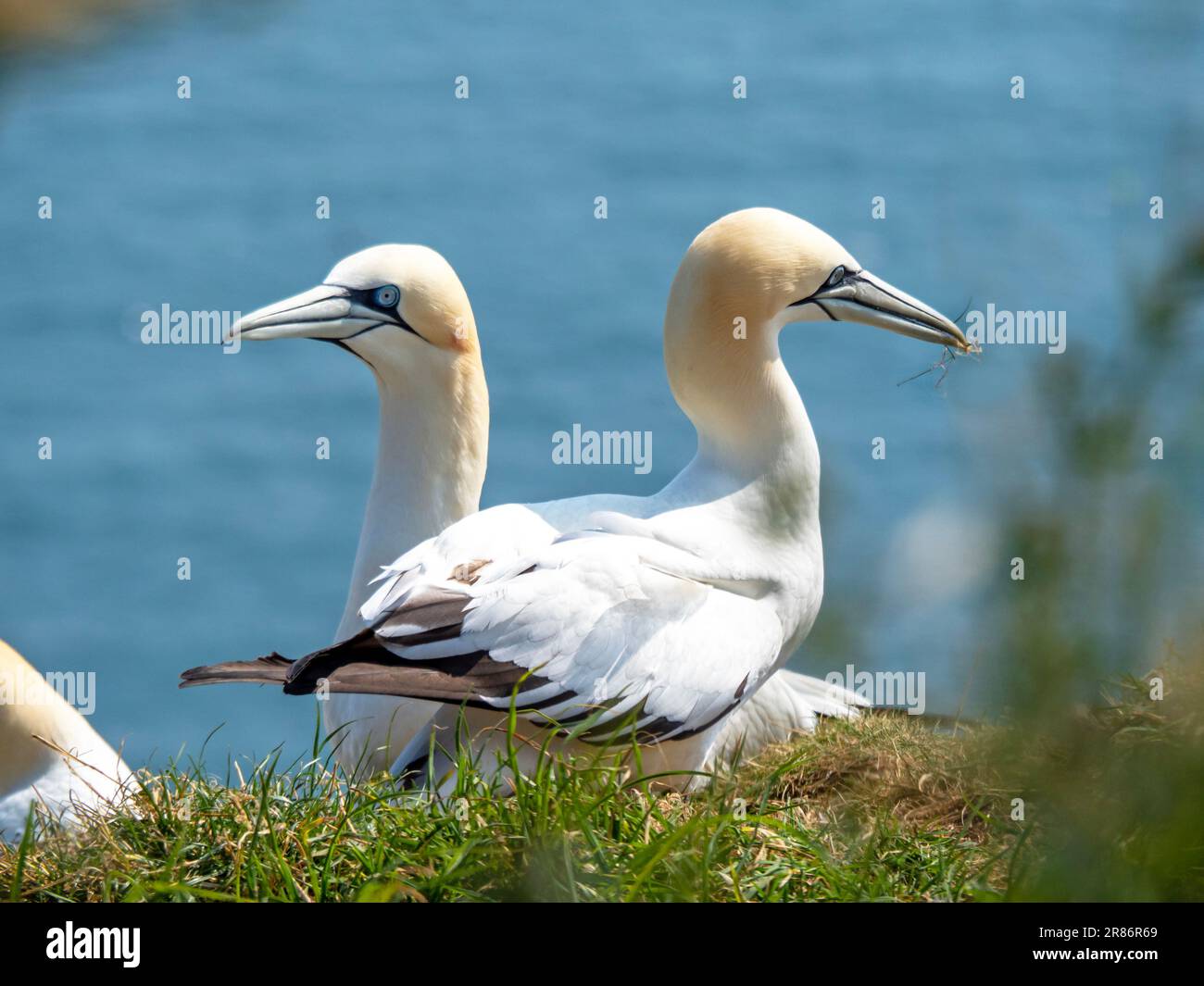 Northern breeding birds hi-res stock photography and images - Alamy