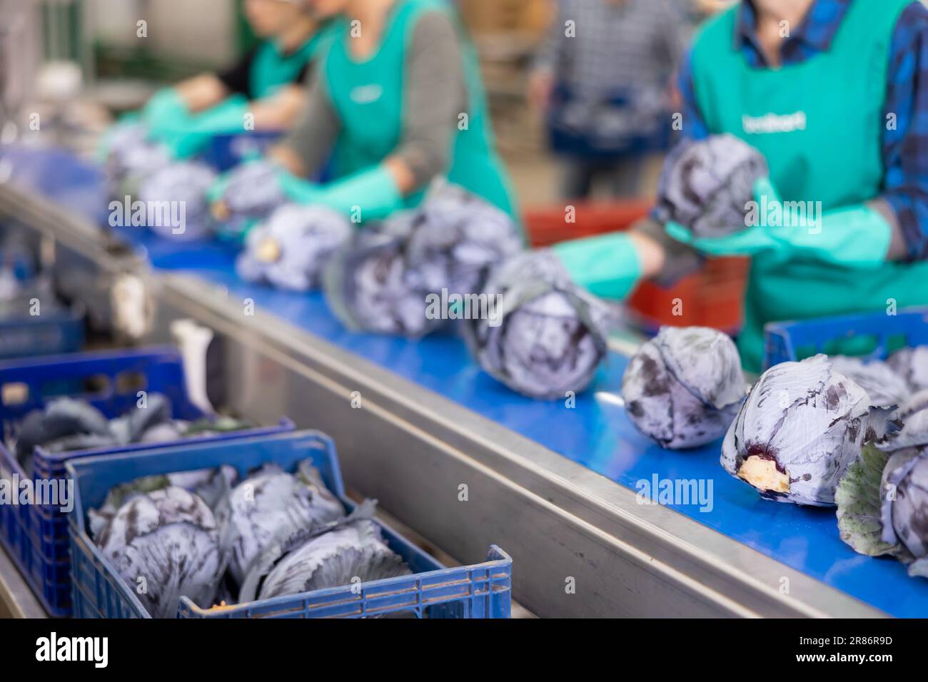 Red cabbage heads on vegetable sorting line in packaging factory Stock ...
