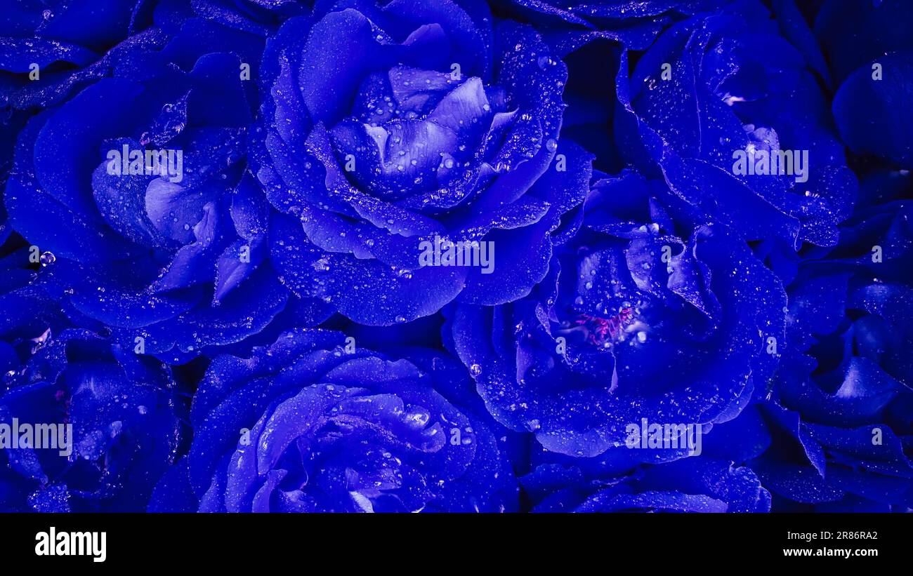 Blue roses flowering, petals on big bud. Exotic floral carpet surface ...