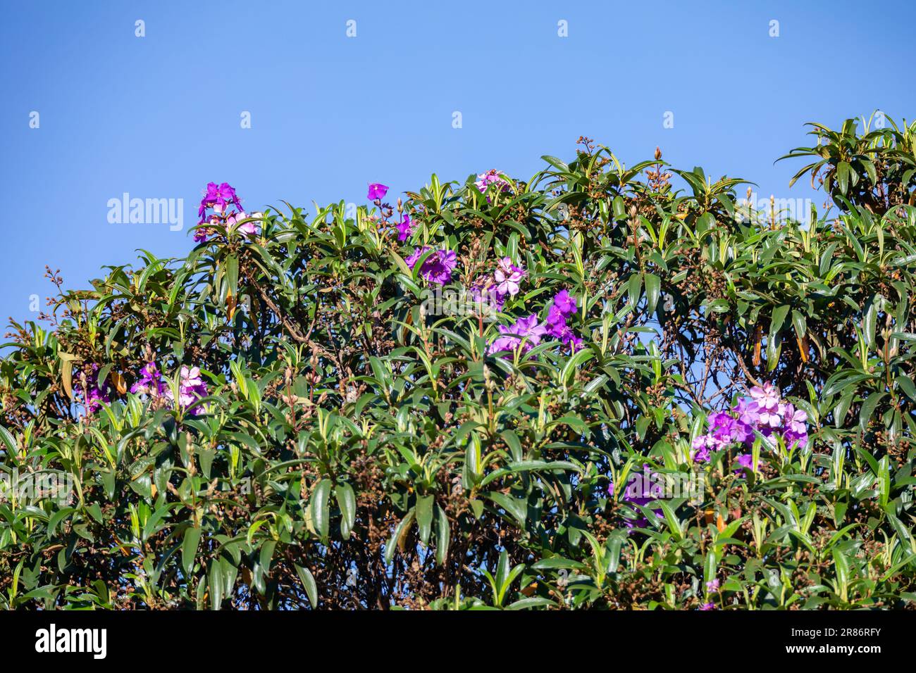 Tree of glory, Tibouchina mutabilis also known in Brazil as Manacá da ...