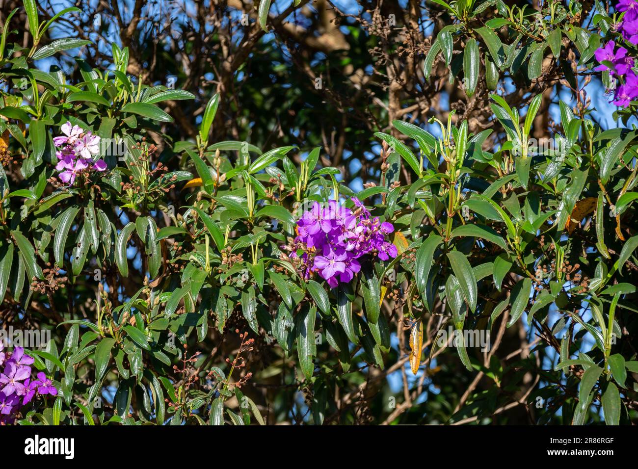 Tree of glory, Tibouchina mutabilis also known in Brazil as Manacá da ...