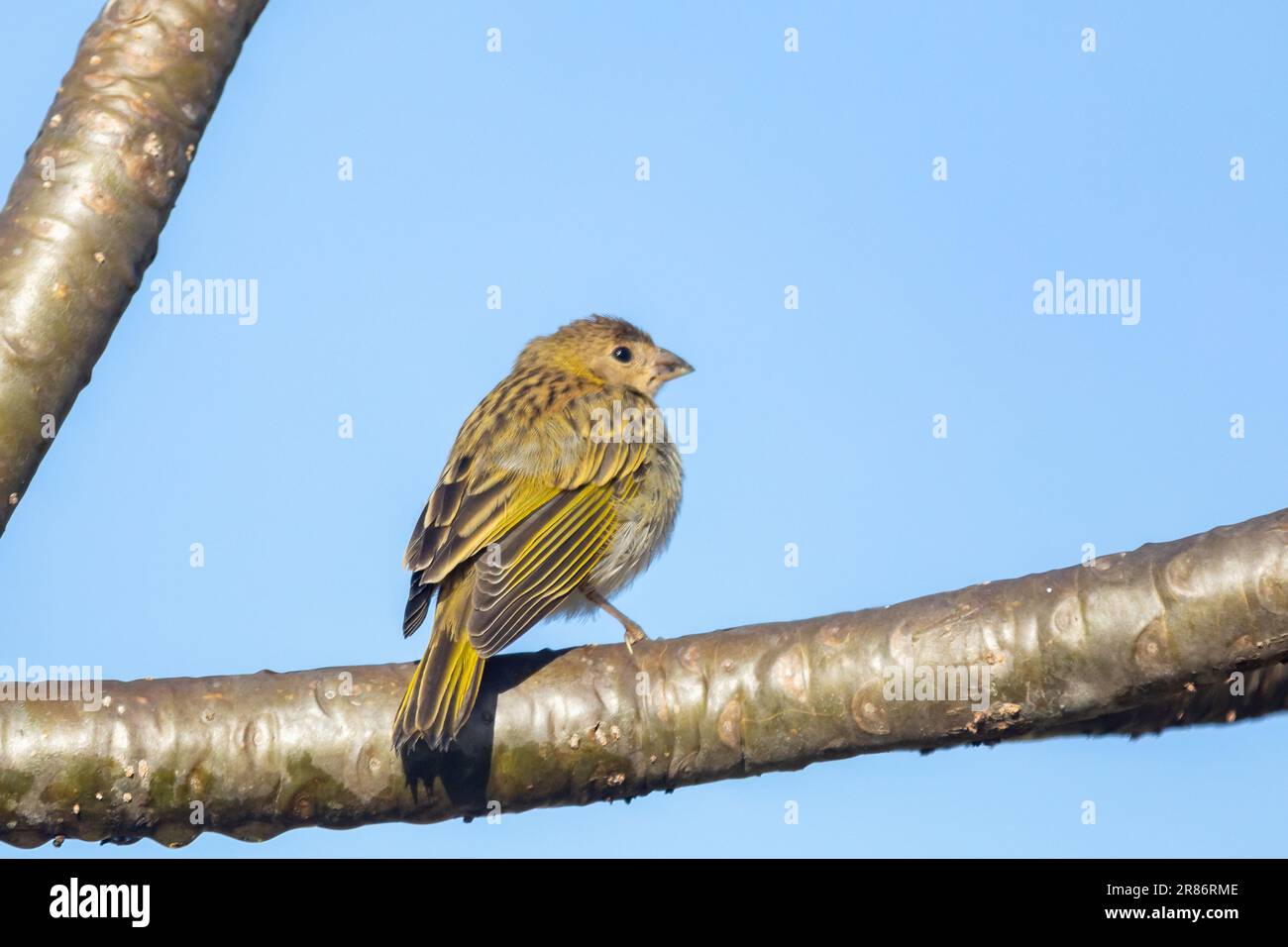 True Canary (Sicalis flaveola). "Canário da terra" bird Stock Photo - Alamy