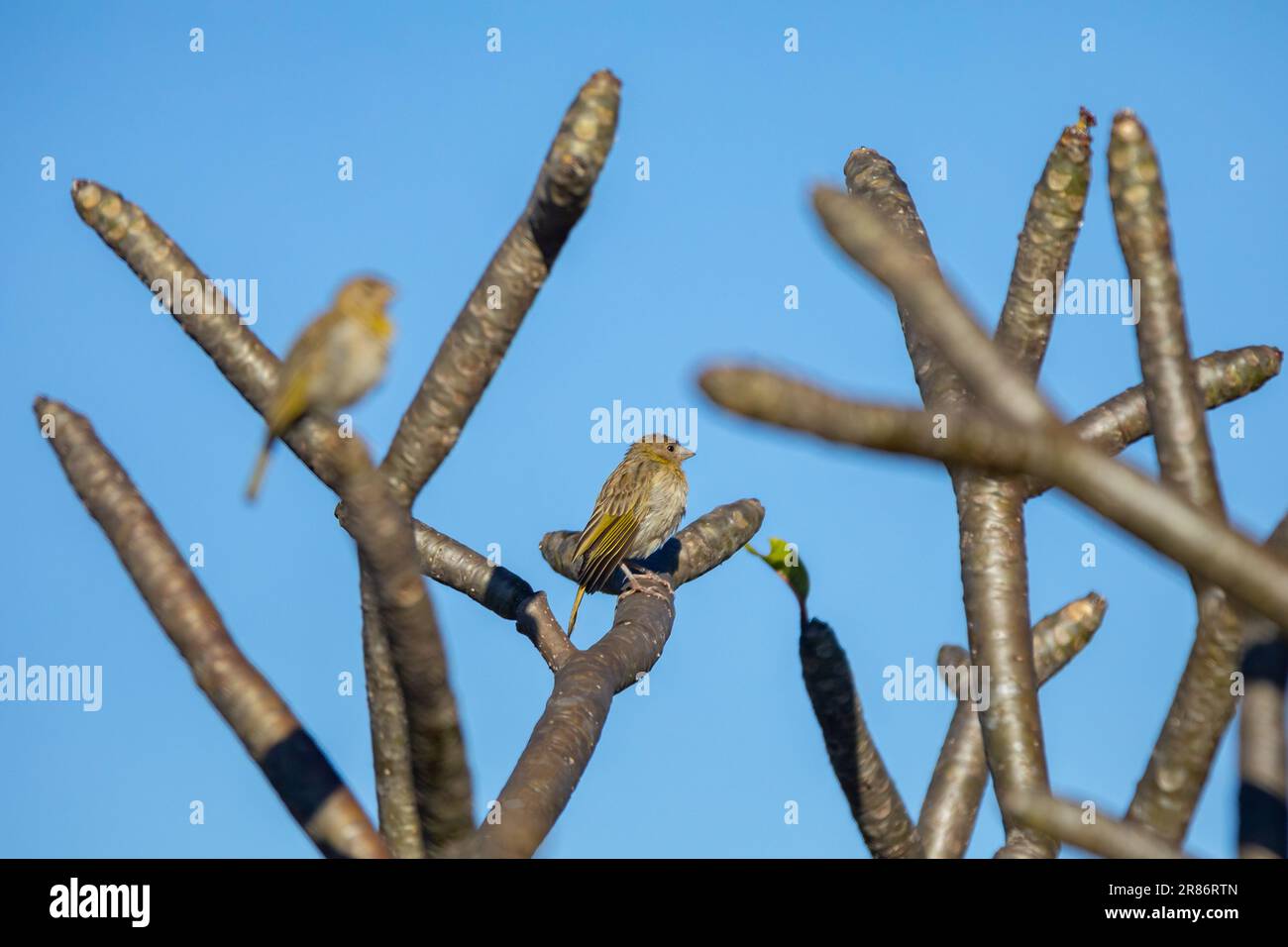 True Canary (Sicalis flaveola). "Canário da terra" bird Stock Photo - Alamy