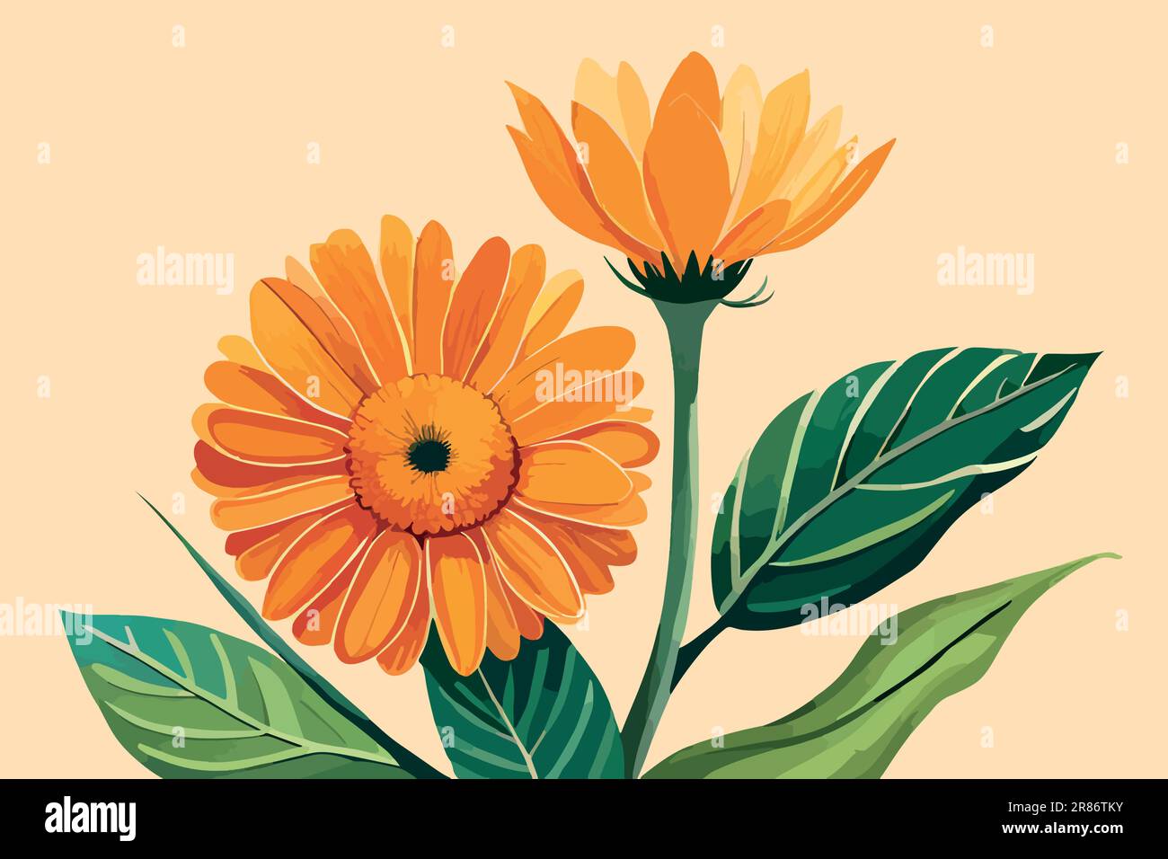 Calendula flower watercolor art and illustration Stock Vector Image ...