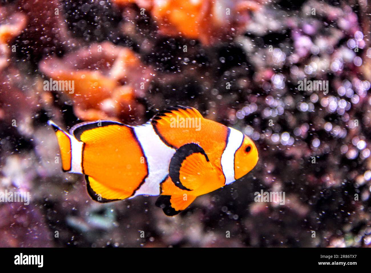 Vibrant clownfish floating among a school of colorful tropical fish in ...