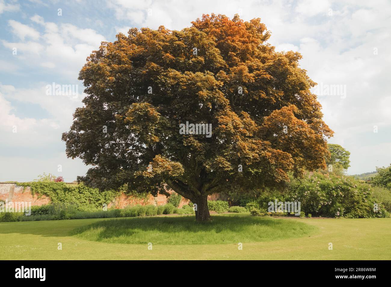 Falkland place garden hi-res stock photography and images - Alamy