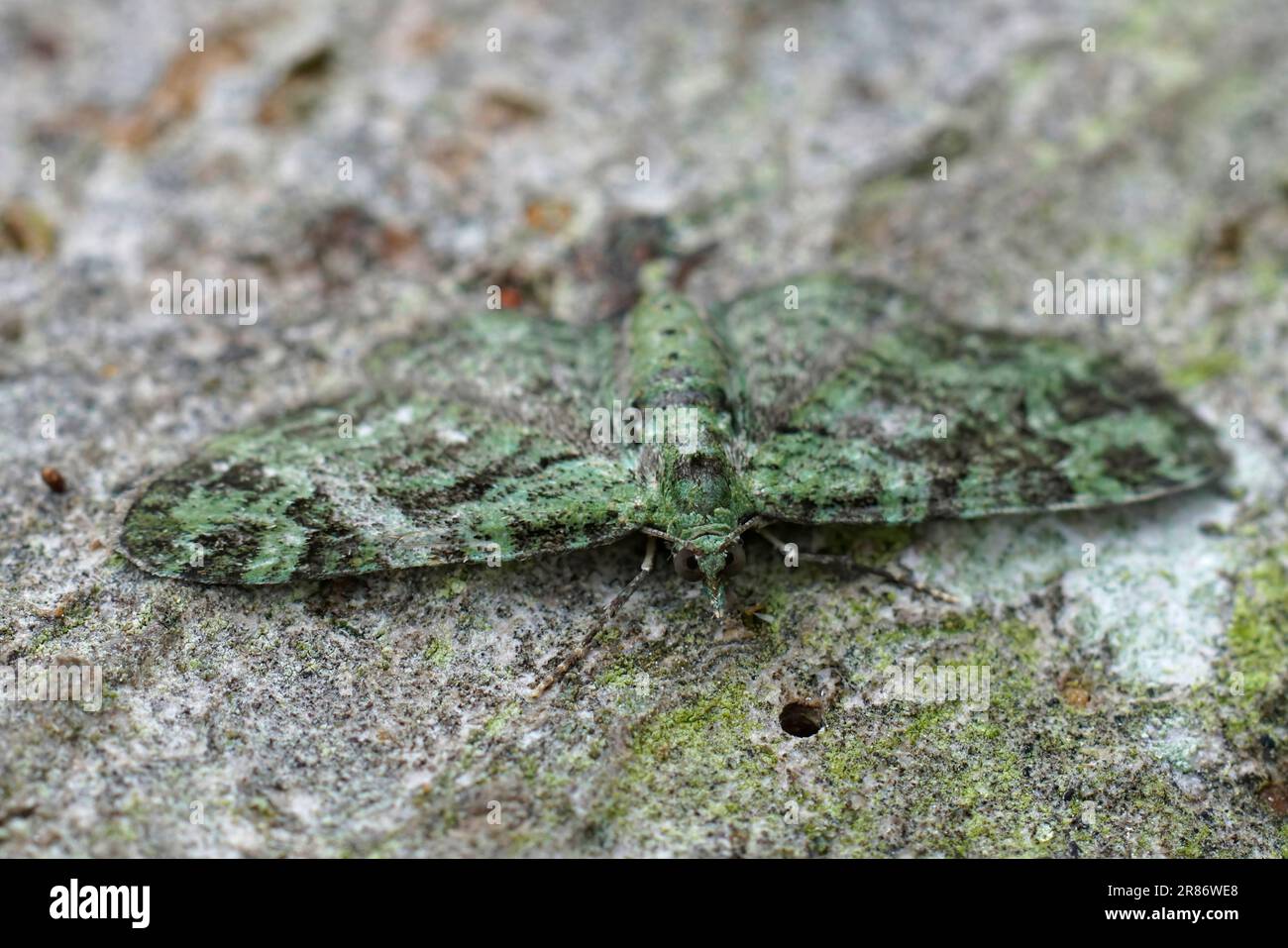 Graugrner hi-res stock photography and images - Alamy