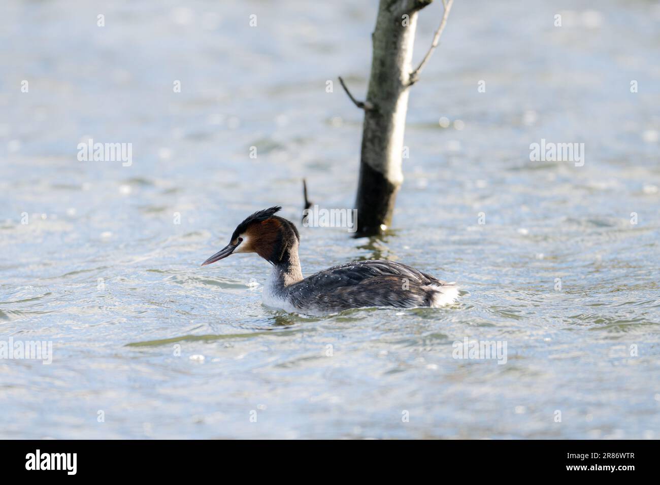 An adorable great grebe swimming in a peaceful lake near a tree branch ...